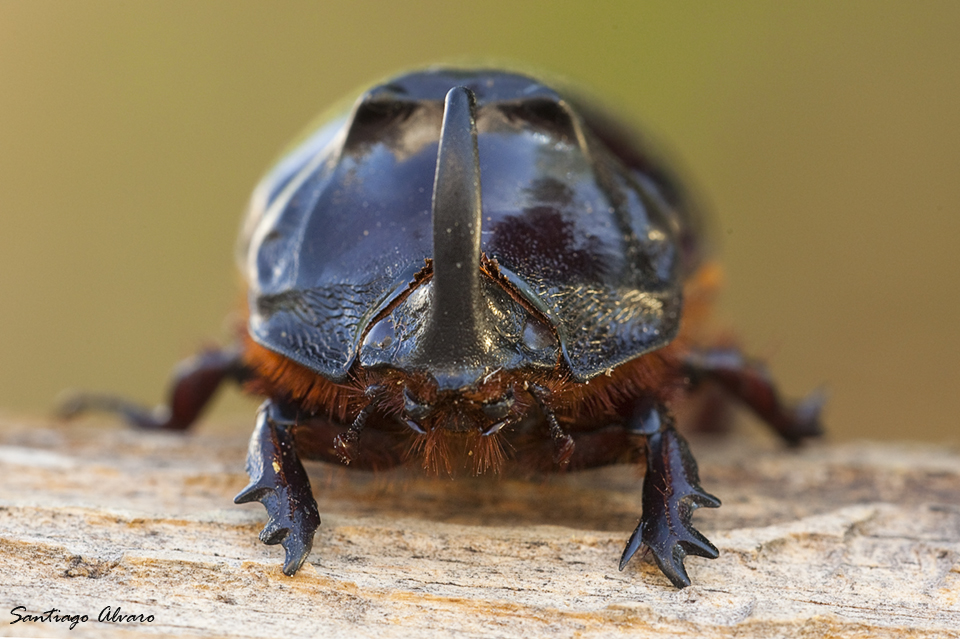ESCARABAJO RINOCERONTE | Mirada