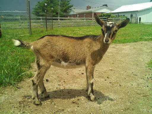 Feisty Farm Miniature Alpine Dairy Goats: Junior and Senior Does