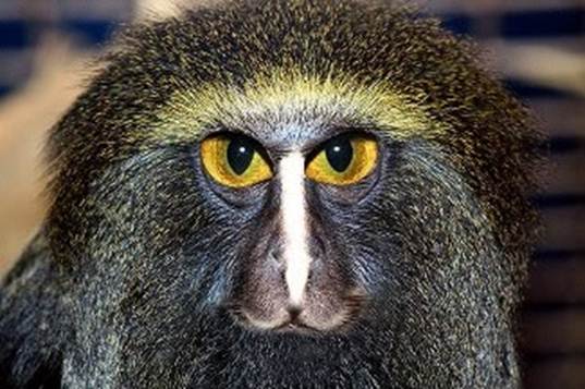 Descubierta una nueve especie de mono