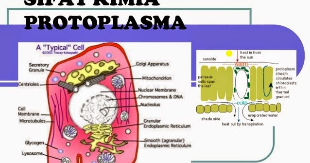 Seputar Hikmah: DASAR-DASAR FISIKA DAN KIMIA PROTOPLASMA