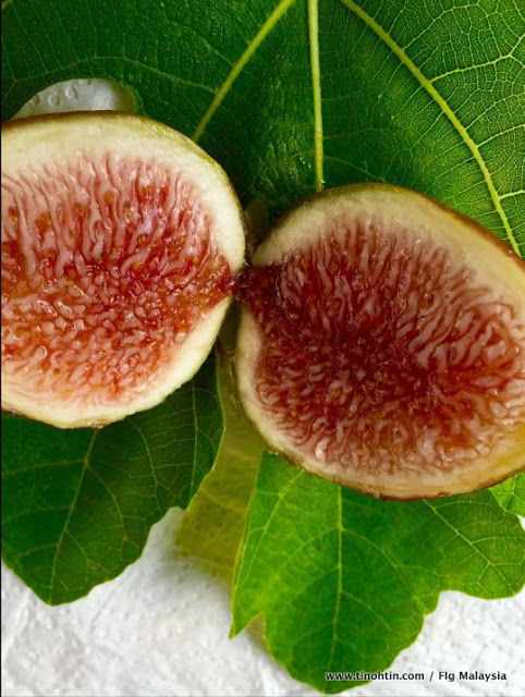 Cavaliere Fig - Var Tin