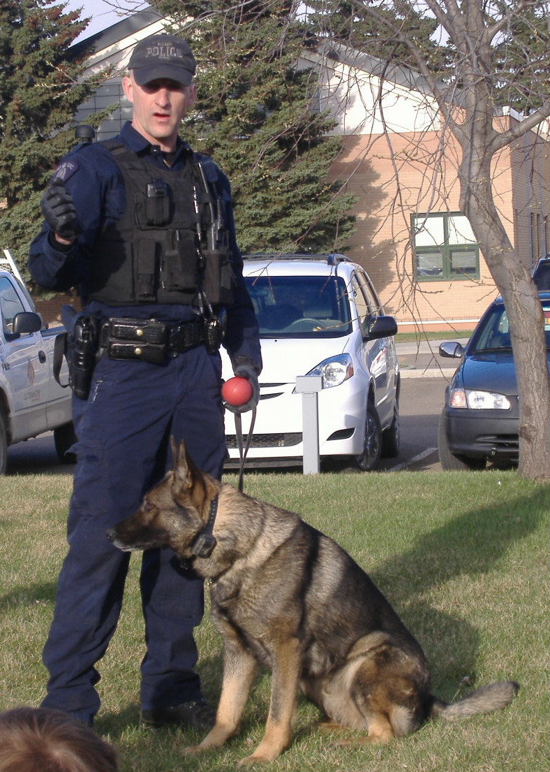 Porter's Primary: FIELD TRIP ~ RCMP Police Dog Demonstration Held