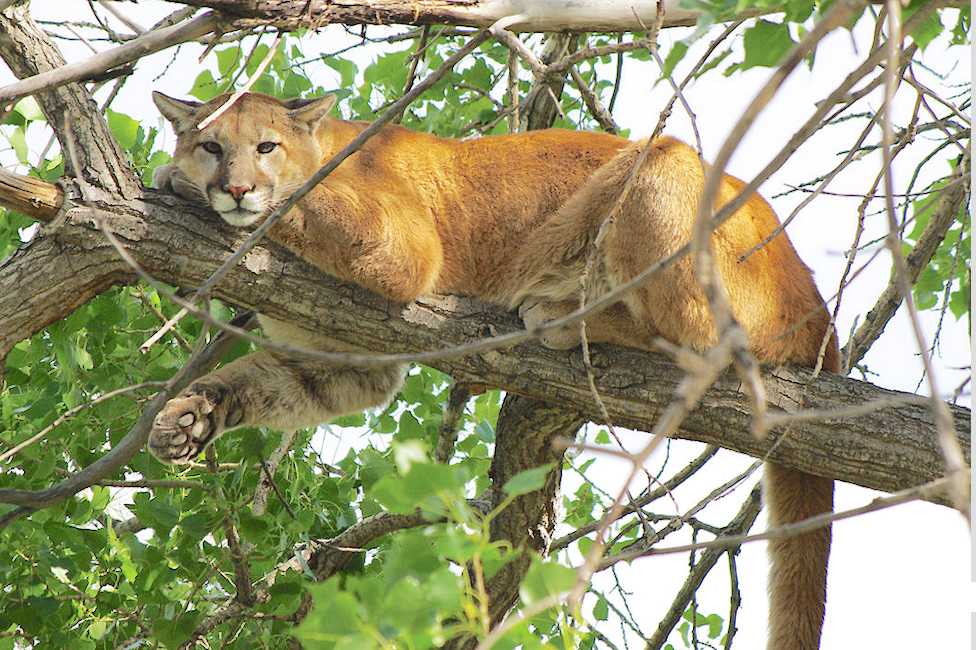 NephiCode: March 2019