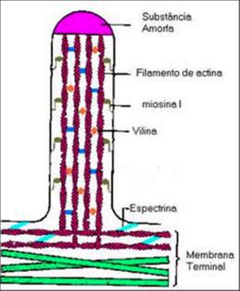 Plantão Médico: HISTOLOGÍA TEJIDO EPITELIAL DE REVESTIMIENTO Y GLANDULAR