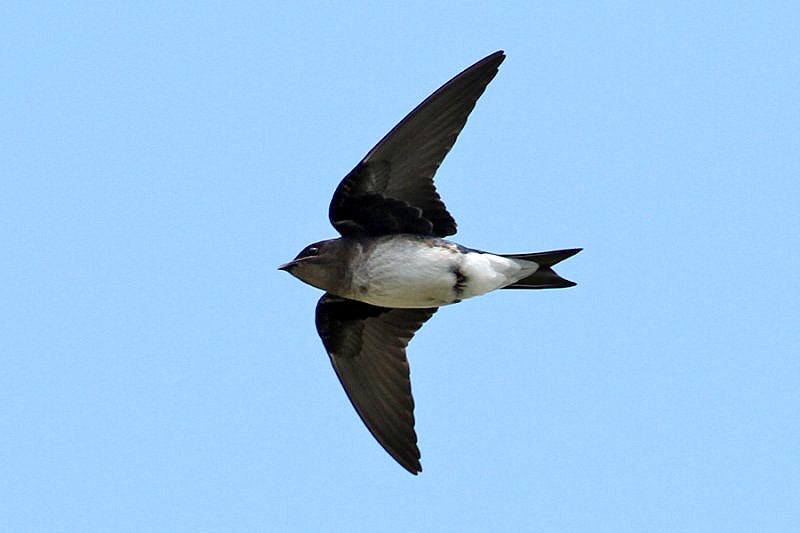Bellas Aves de El Salvador: Progne chalybea (golondrina doméstica o ...