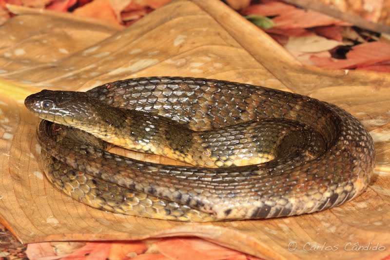 Anfíbios e Répteis do Brasil: Helicops angulatus (Linnaeus, 1758)