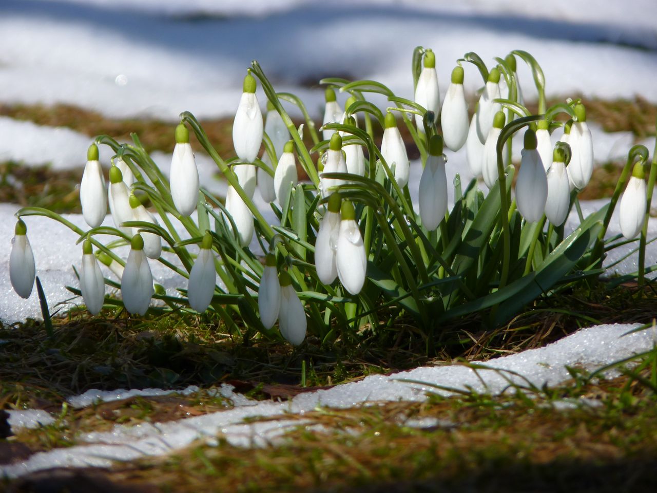 Photographe en Marche: Perce-Neige et autres signes
