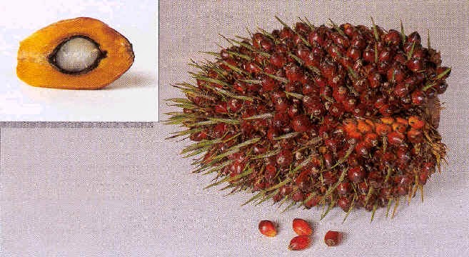 Mari Jadi Orang Baik: PENGGREDAN BUAH KELAPA SAWIT