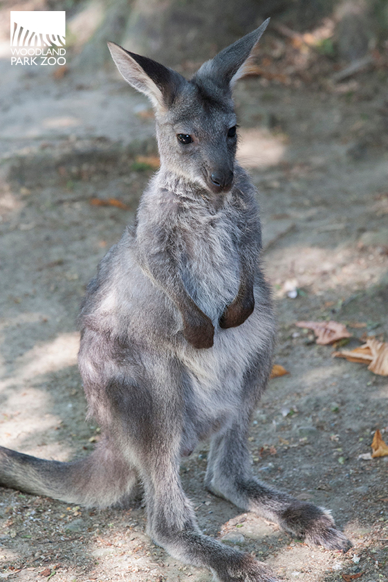 To hand raise a wallaroo joey, it takes a village and a mob