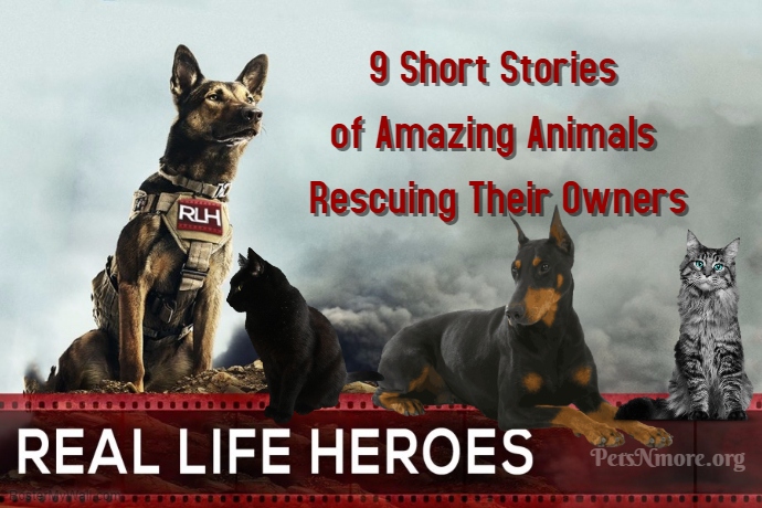 Pets-N-More: 9 Short Stories of Amazing Animals Rescuing Their Owners