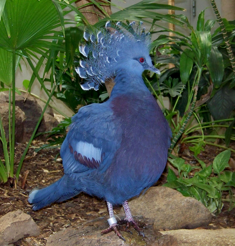 World Bird Sanctuary: Really Weird Birds: Part 2