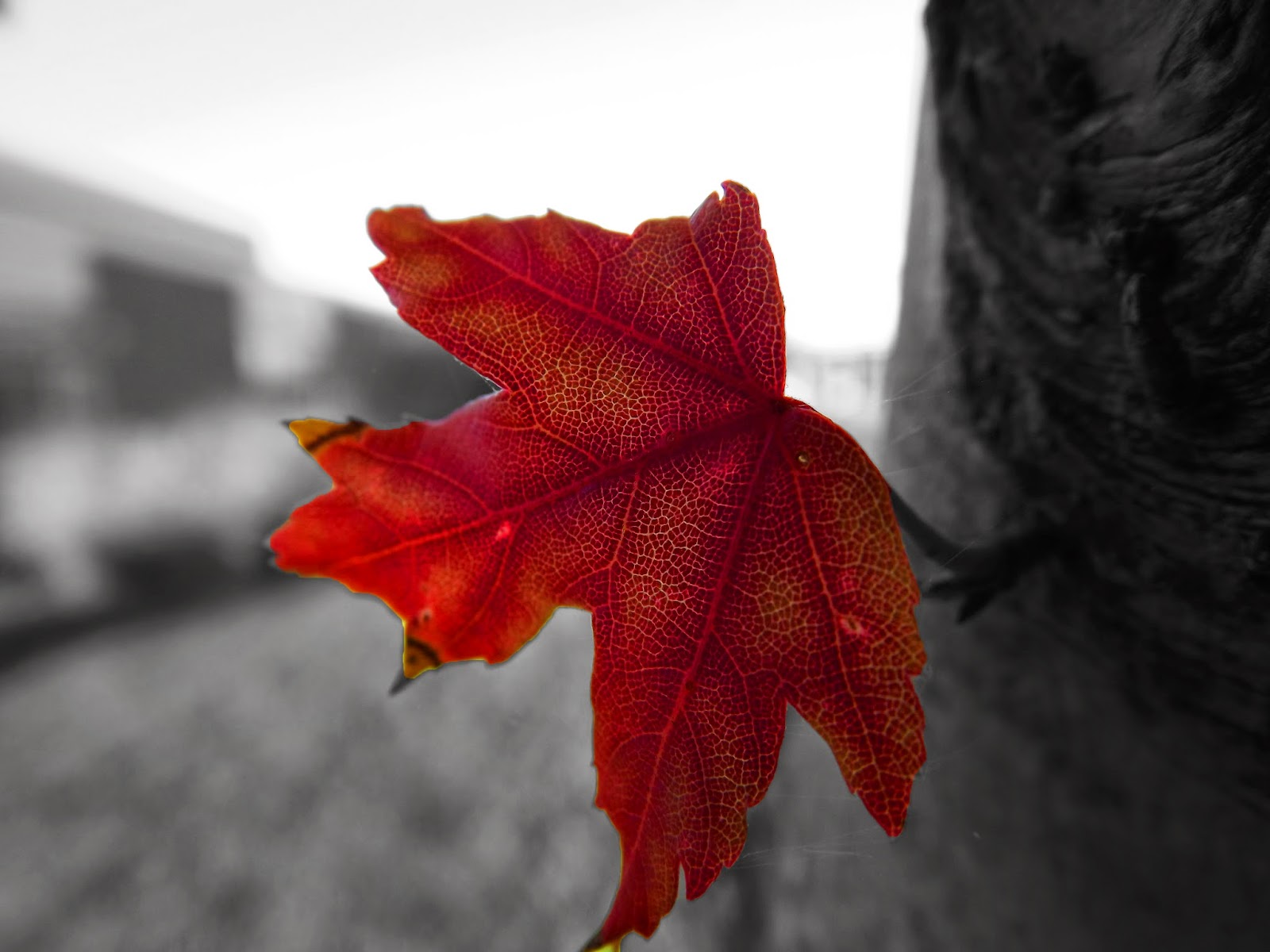 Isabela Vargas' Portfolio: Color Emphasis