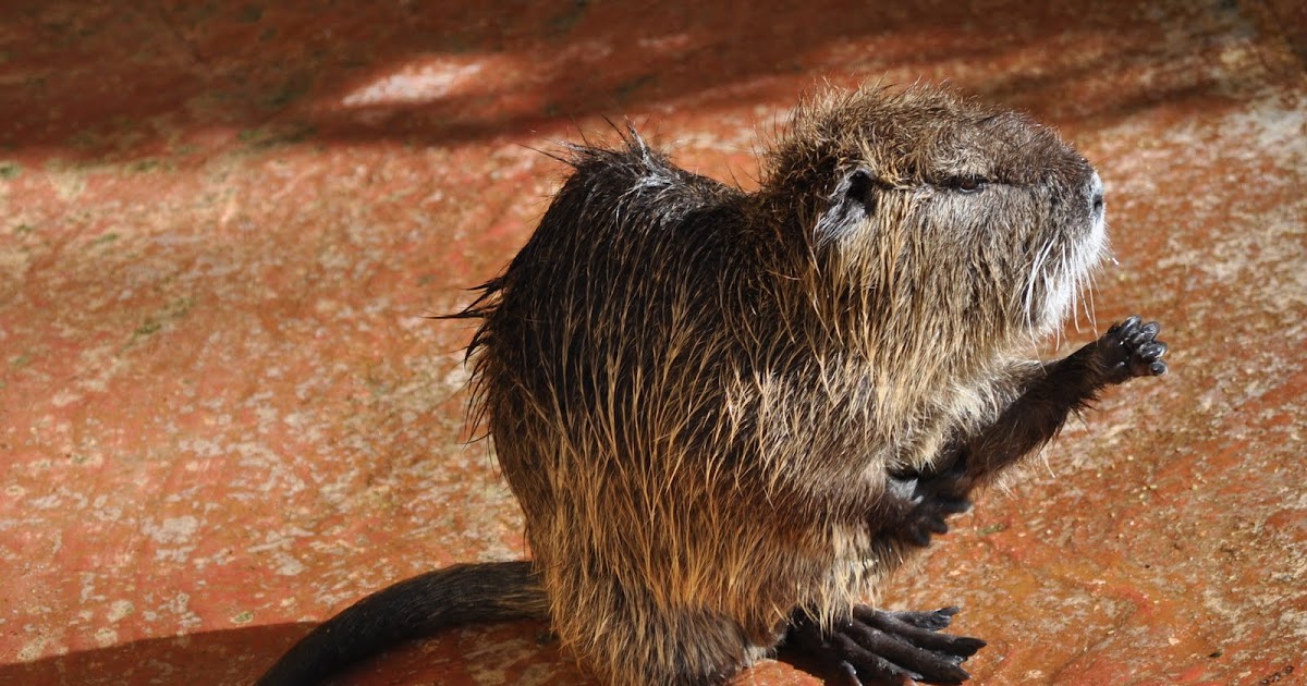 ZOOTOGRAFIANDO (6.100 ANIMALS): COIPÚ / COYPU (Myocastor coypus)