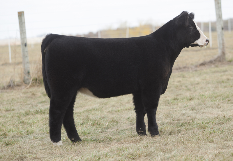 RCC Blog: Rodgers Cattle Co 2012 Sale List
