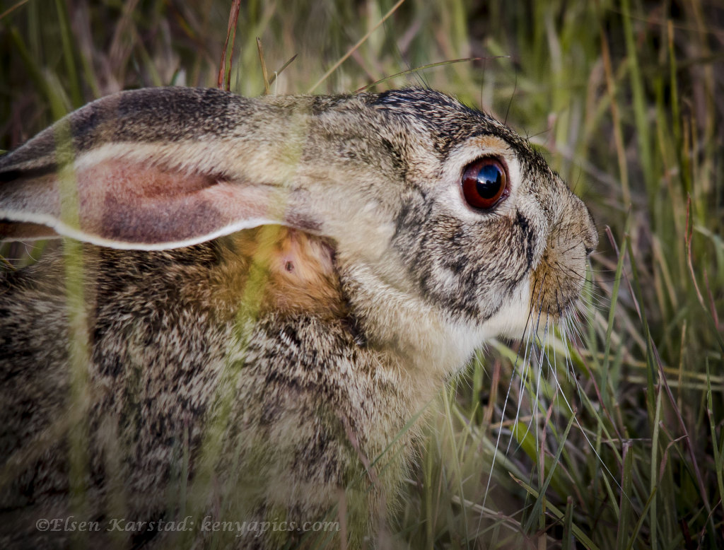 Elsen Karstad's 'Pic-A-Day Kenya': African Hare- Masai Mara Kenya