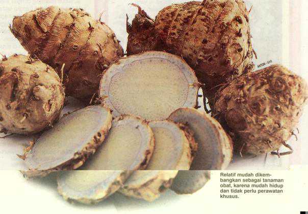 Budidaya Tanaman Temu Hitam (Curcuma aeruginosa Roxb) | Cara Budidayaku