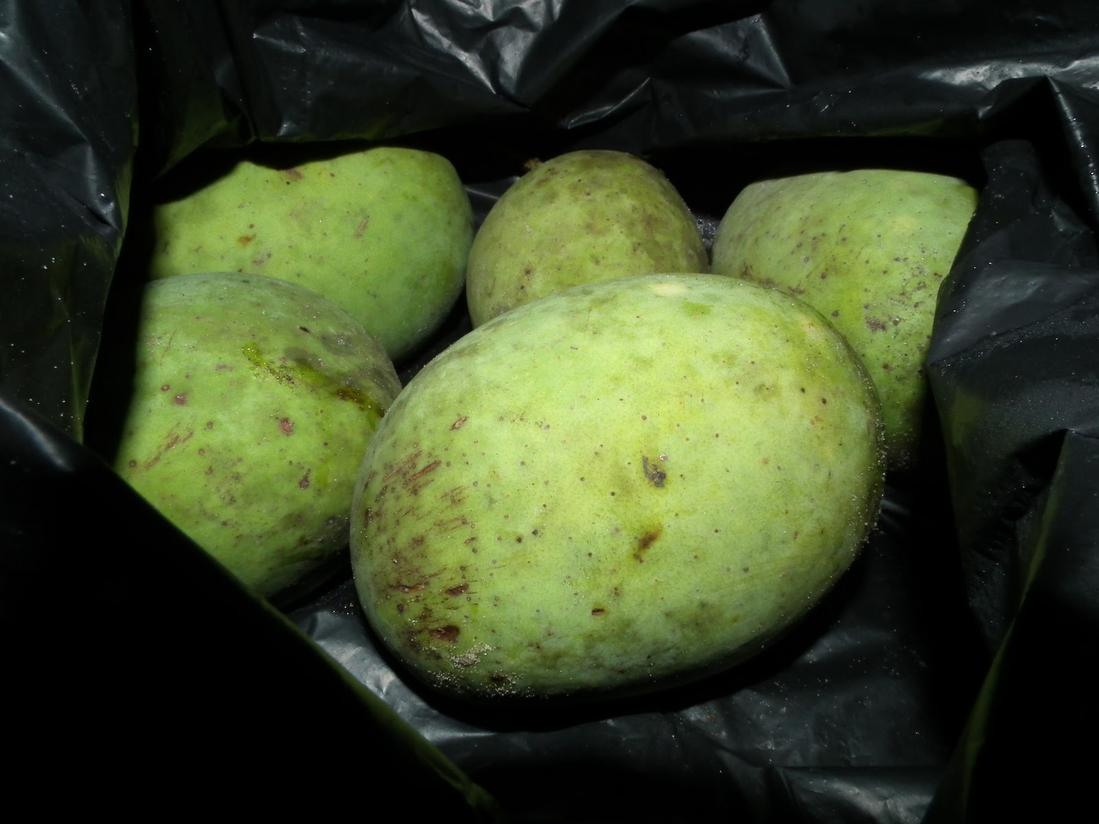 my life story.....................: KONEN VS MACANG