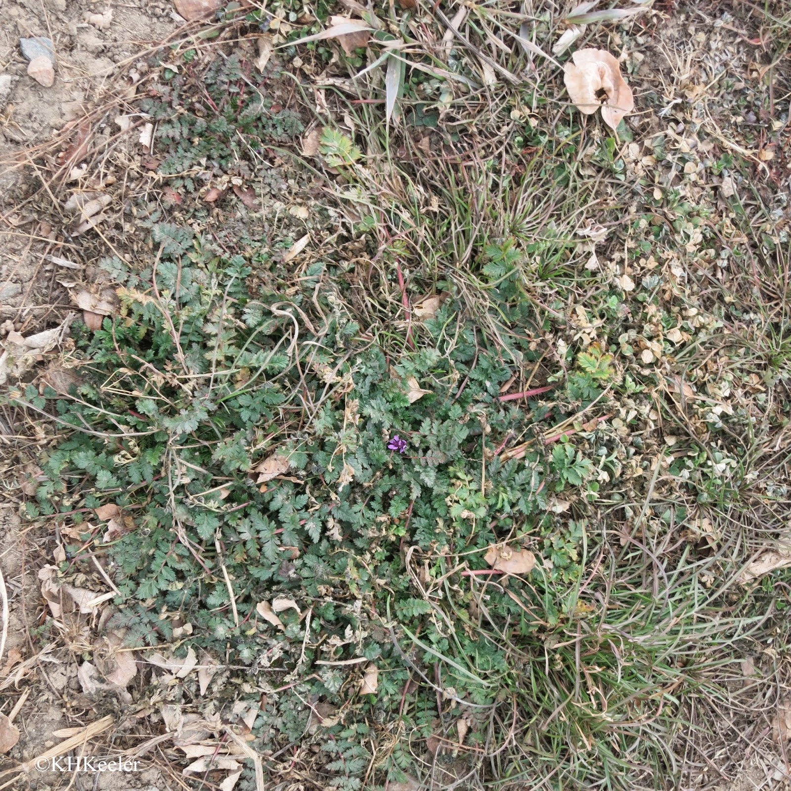 A Wandering Botanist: Plant Story--redstem stork's bill, Erodium ...