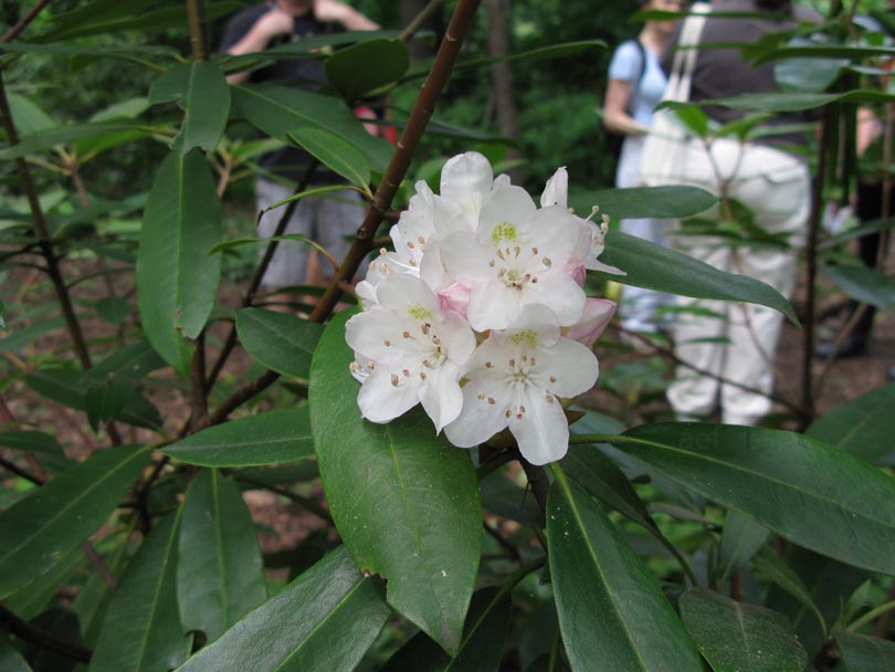 arborboy: Shrub ID: Rhododendron maximum (rosebay rhododendron)