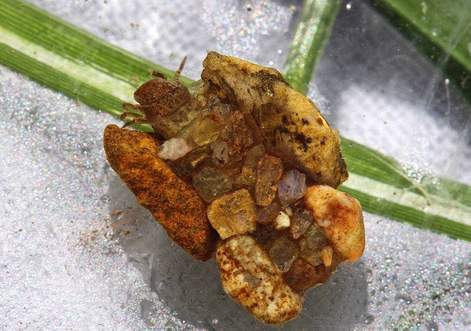 Aquatic Insects of Central Virginia: Case-maker day at the Rapidan River