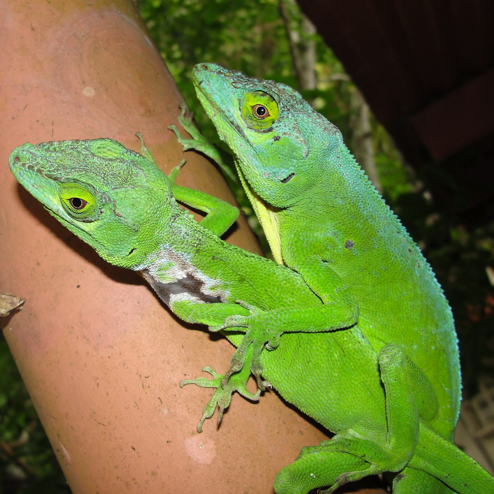 CHIPOJO LAB: Cuvieri