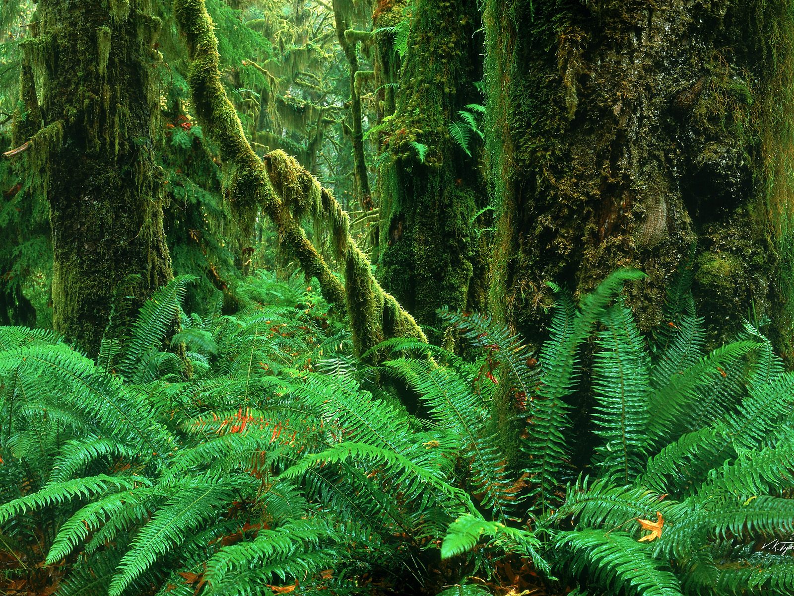 Beautiful Forest Scenes .3 | Wallpaperz Point