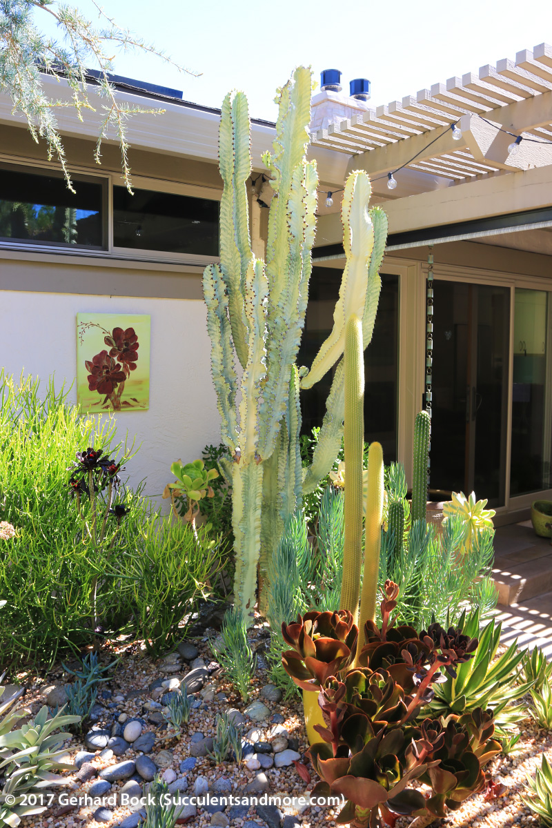 Ruth Bancroft Garden July 2017 private garden tour, part 4