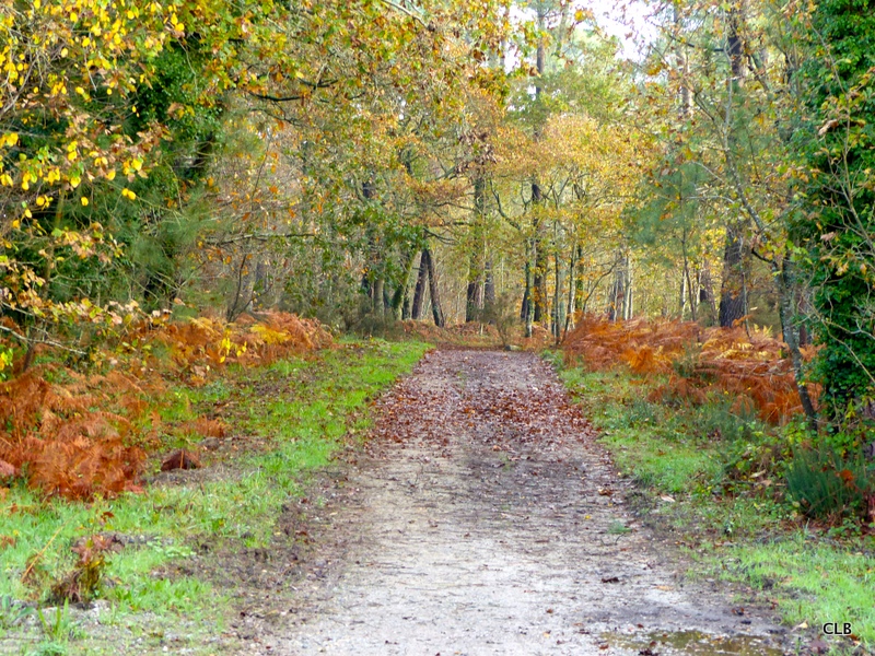 Le retour chez Canelle: Promenade en forêt
