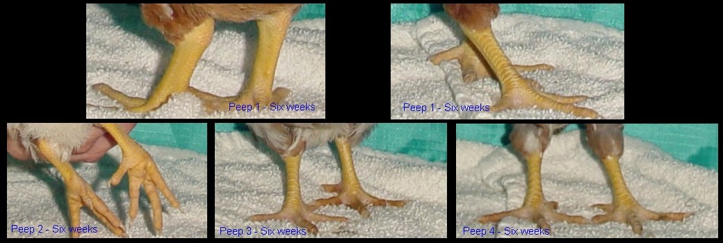 My Little Farming Blog: Hah - What a difference a Breed Makes - Rooster ...