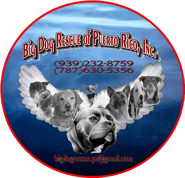 THE PIT BULL WORLD ASSOCIATION: BIG DOG RESCUE OF PUERTO RICO ...