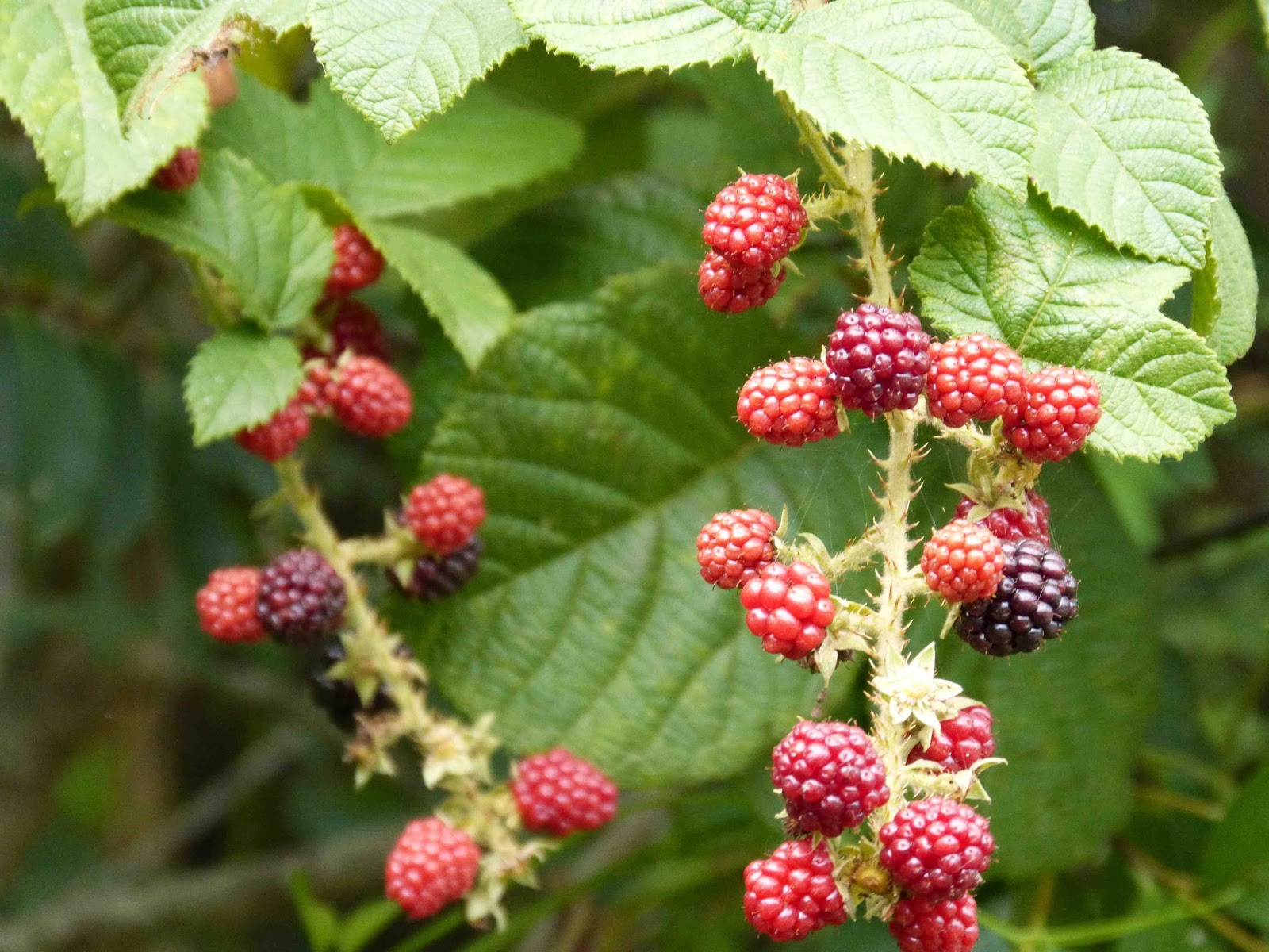 Canguçu em Cores: Amora-Brava - Rubus brasiliensis - Canguçu - RS - Brasil