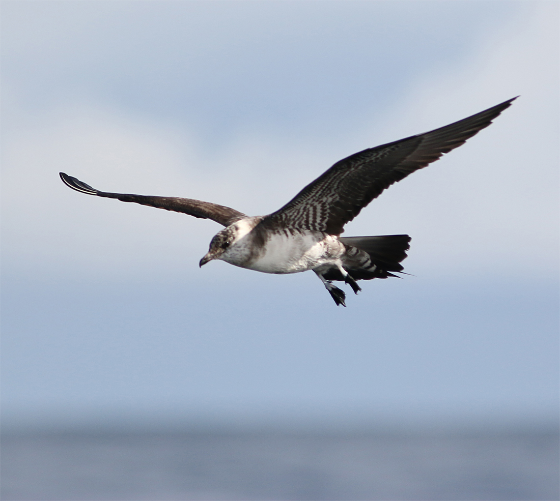 Kerry Birding: All 4 skuas on Ed's Pelagic