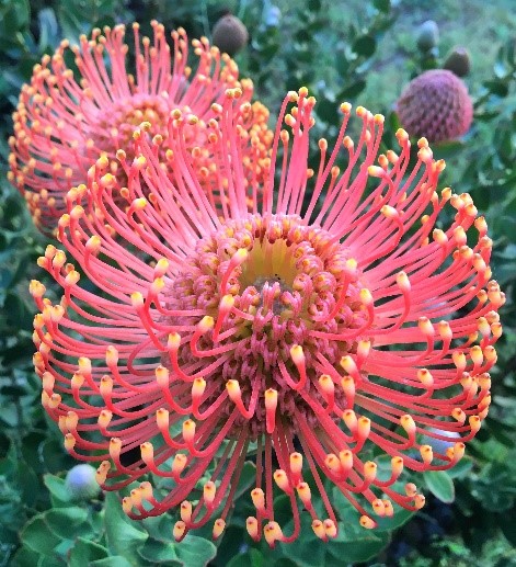 A Passion for Flowers: May Flowers