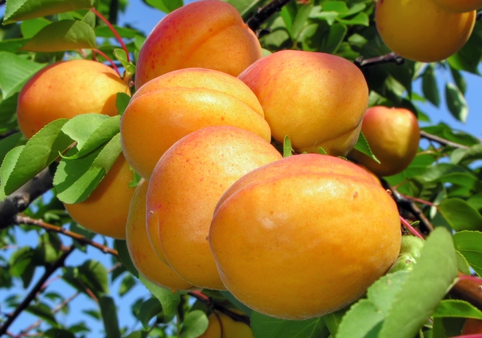Agrifarming: Apricot Fruit Farming Information