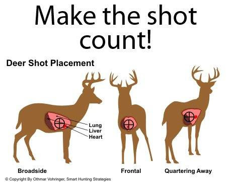 Marian's Hunting Stories, etc., etc., etc...: Shot Placement