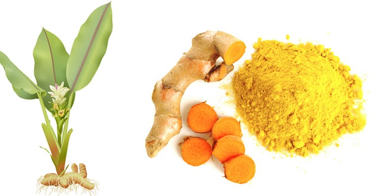 Come Coltivare Facilmente la Curcuma a Casa. | RiccaMente