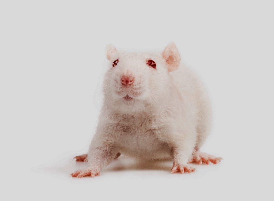 White mouse wallpaper - beautiful desktop wallpapers 2014