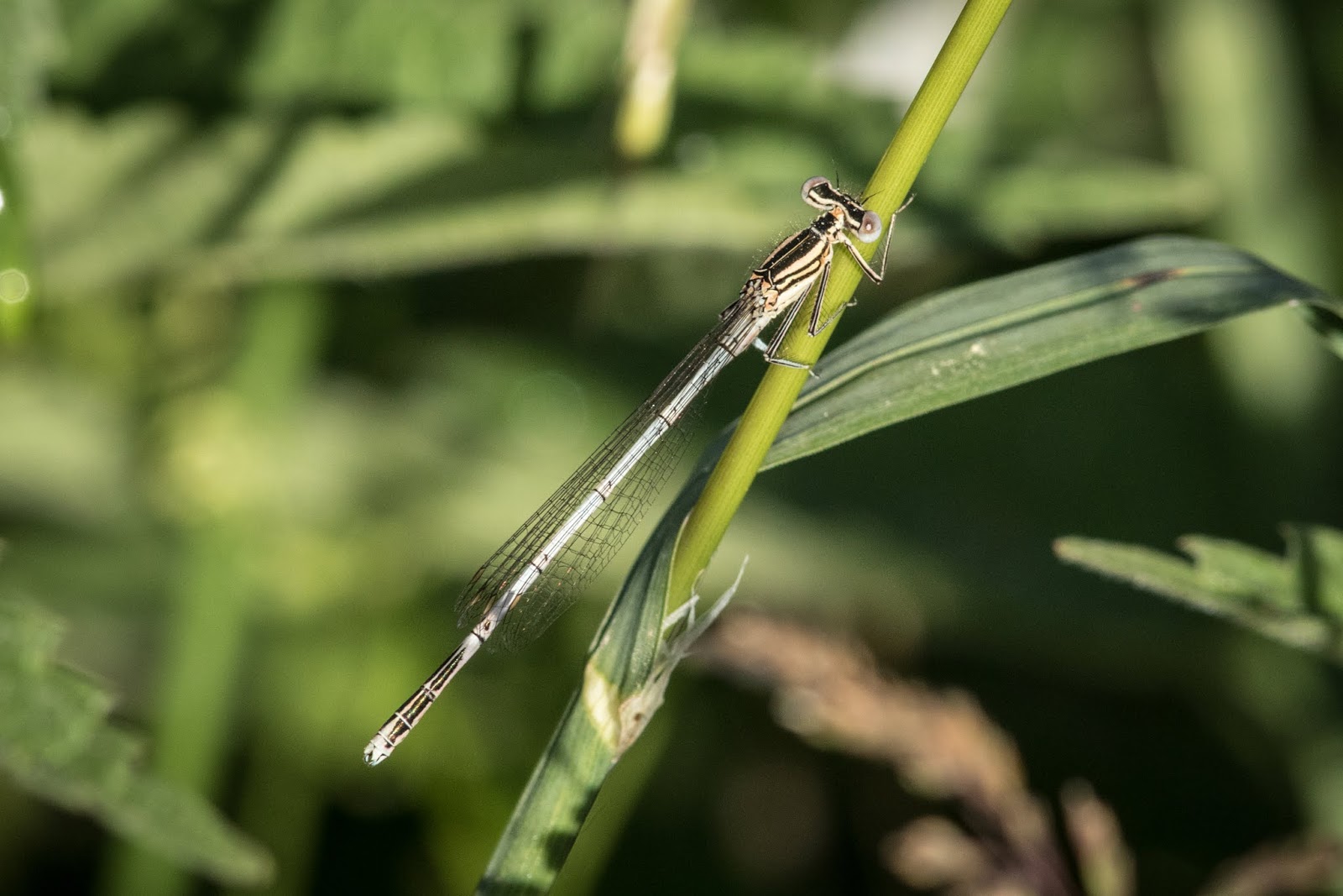 TrogTrogBlog: White-legged damselfly TrogTrogBlog: White-legged damselfly
