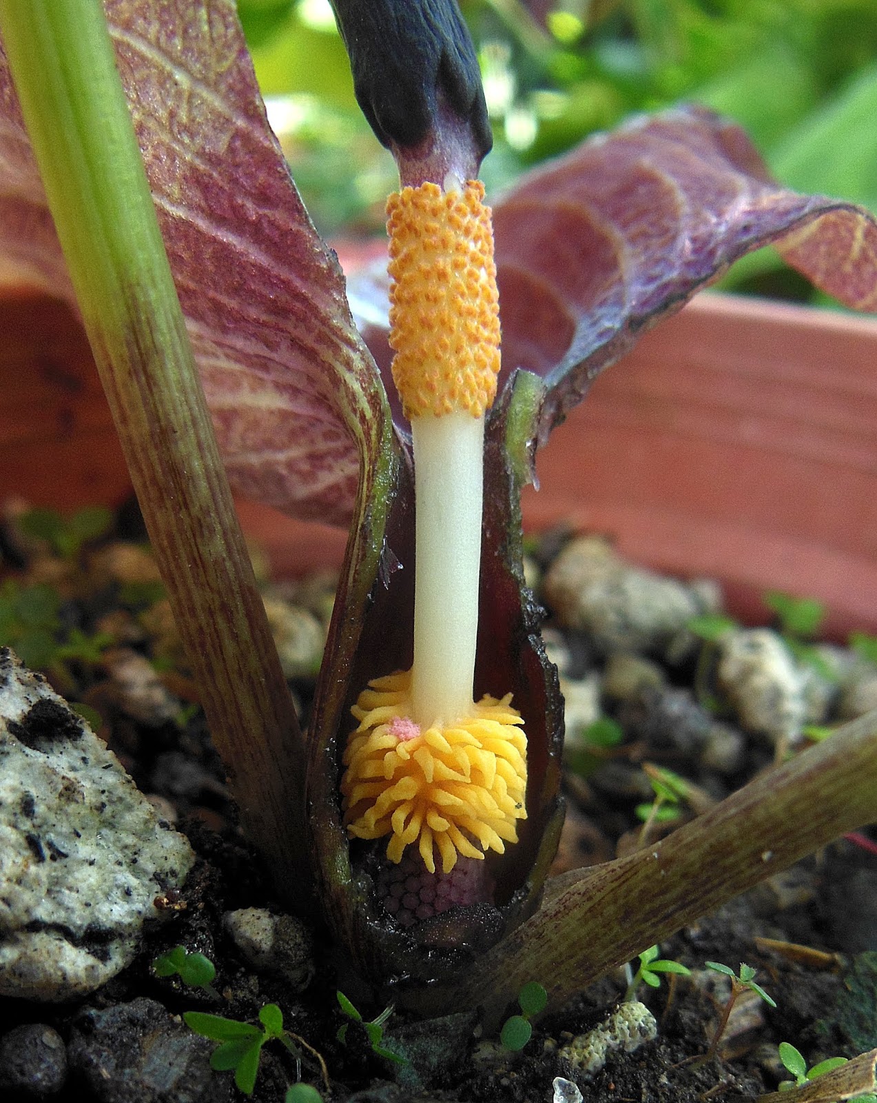 Beautiful weeds P.1: Typhonium roxburghii