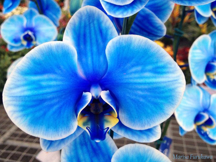 Orquídeas no Apê: Orquídea Azul
