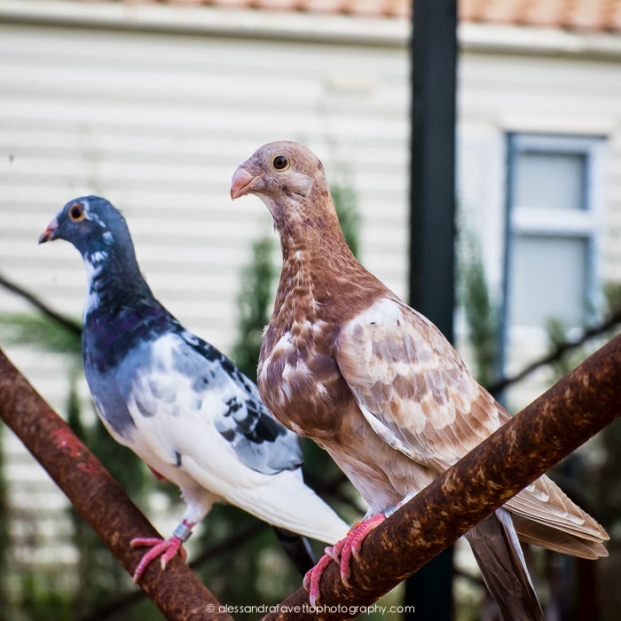 Criador de palomos El Nandi: Fotos de los palomos laudino sevillano del ...