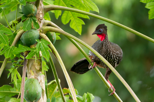 Bellas Aves de El Salvador: Penelope purpurascens(pava moñuda ...