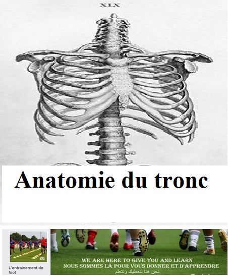 Anatomie du tronc ; et comment fonctionne le tronc ? - coach football