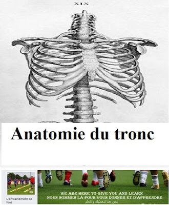 Anatomie du tronc ; et comment fonctionne le tronc ? - coach football