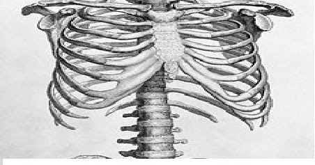 Anatomie du tronc ; et comment fonctionne le tronc ? - coach football