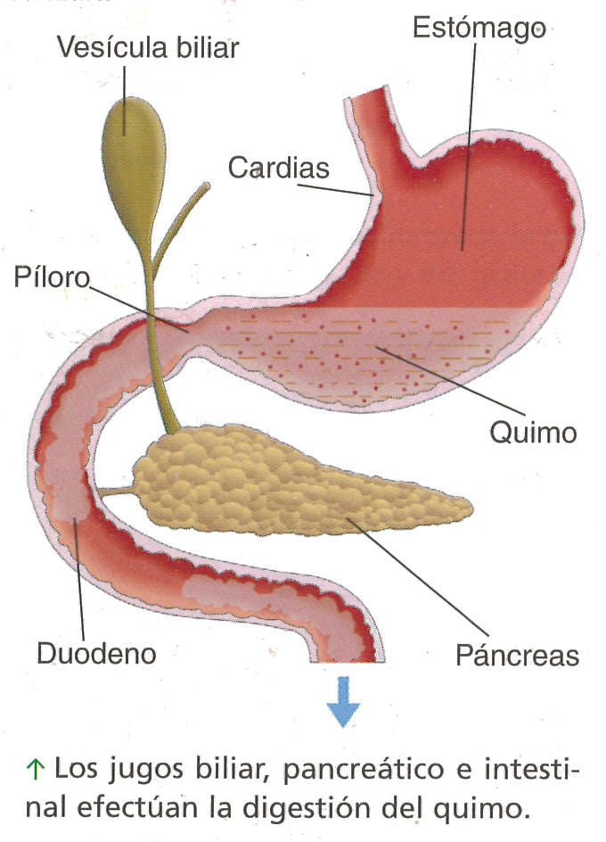 Tema 6 : Función de nutrición: Art 5 : Resumen de la digestión de los ...
