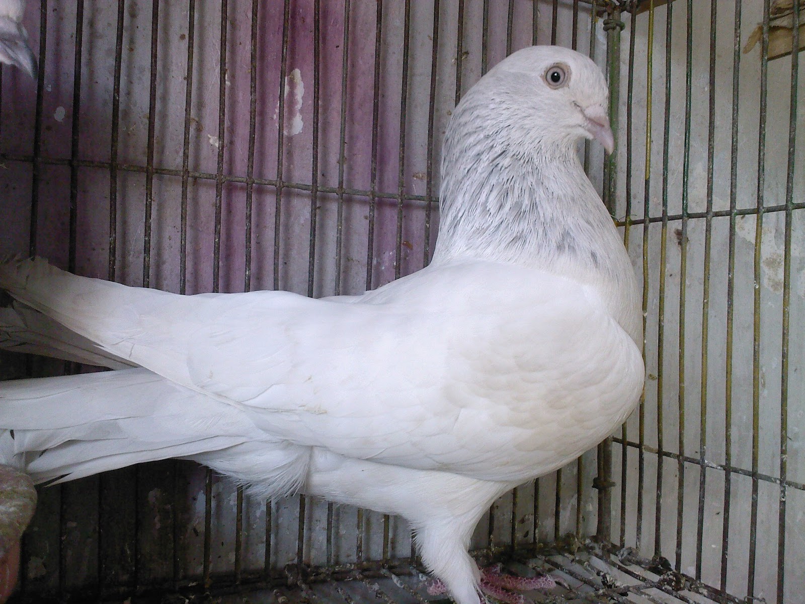 khaki high flying pigeons ~ Master Loft