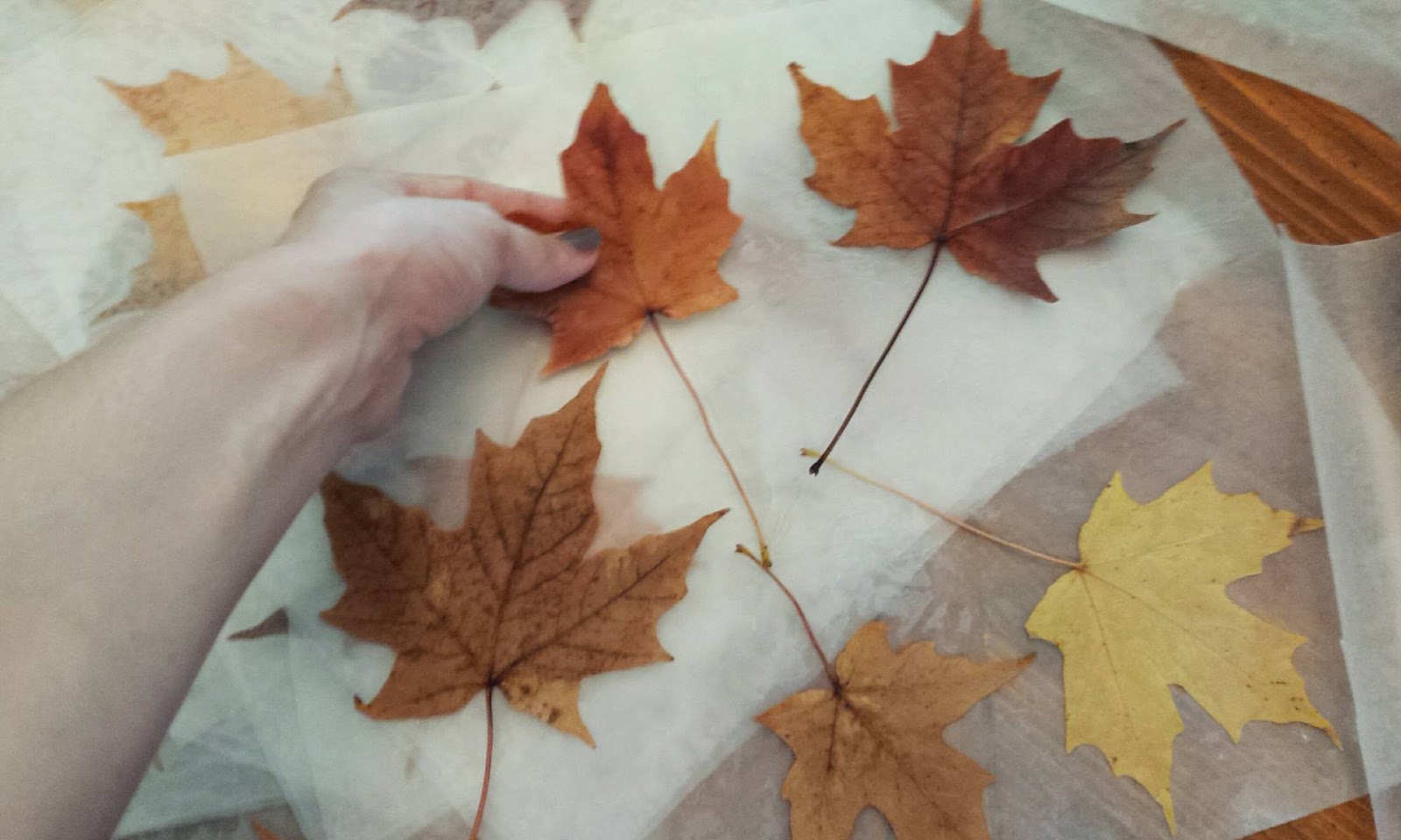 Upcy Preserving Leaves With Wax Paper DIY upcy-preserving-leaves-with-wax-paper-diy