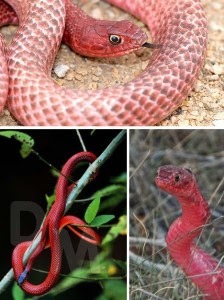 THE ANIMAL for JUST: Red Racer Snake