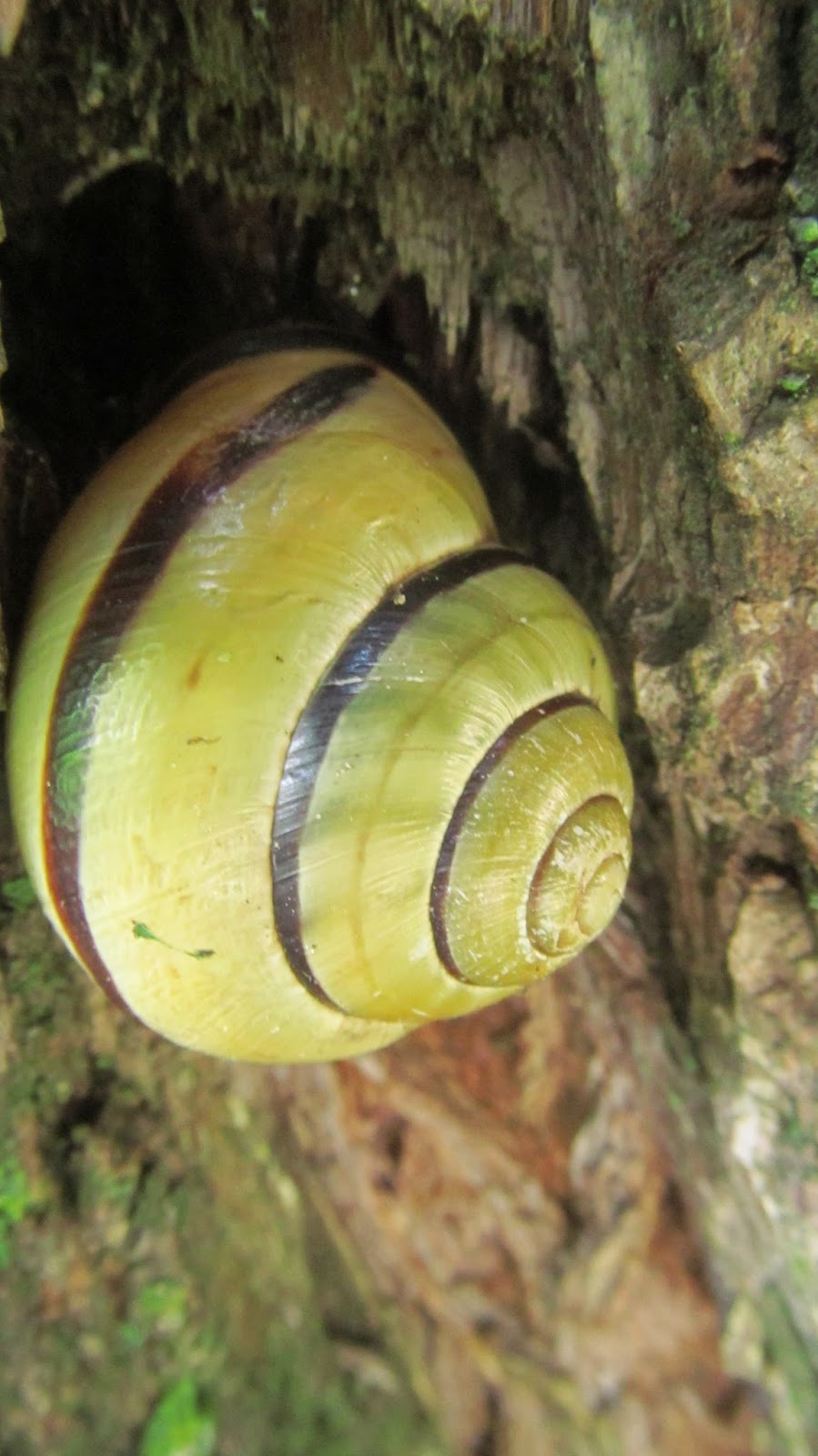 Wandering in Canada: Introduced Species: Snails - Cepaea spp.